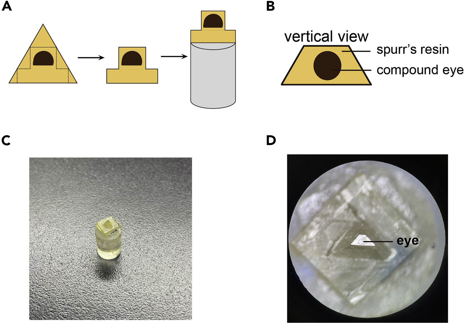 Cell Press: STAR Protocols