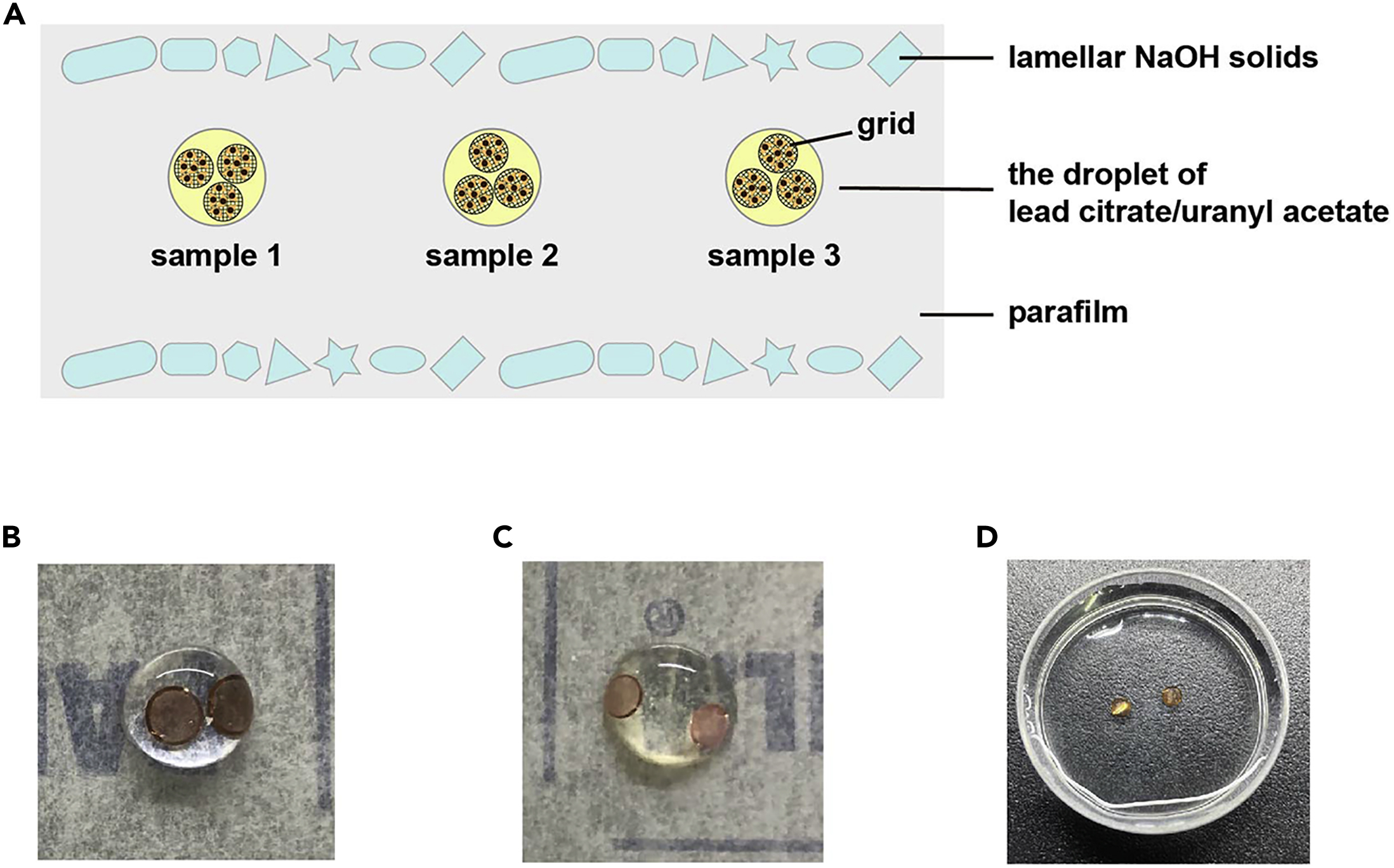Cell Press: STAR Protocols