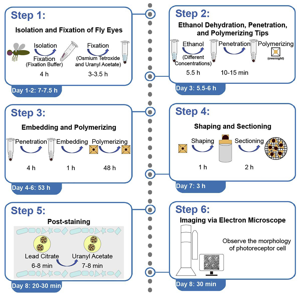 Cell Press: STAR Protocols