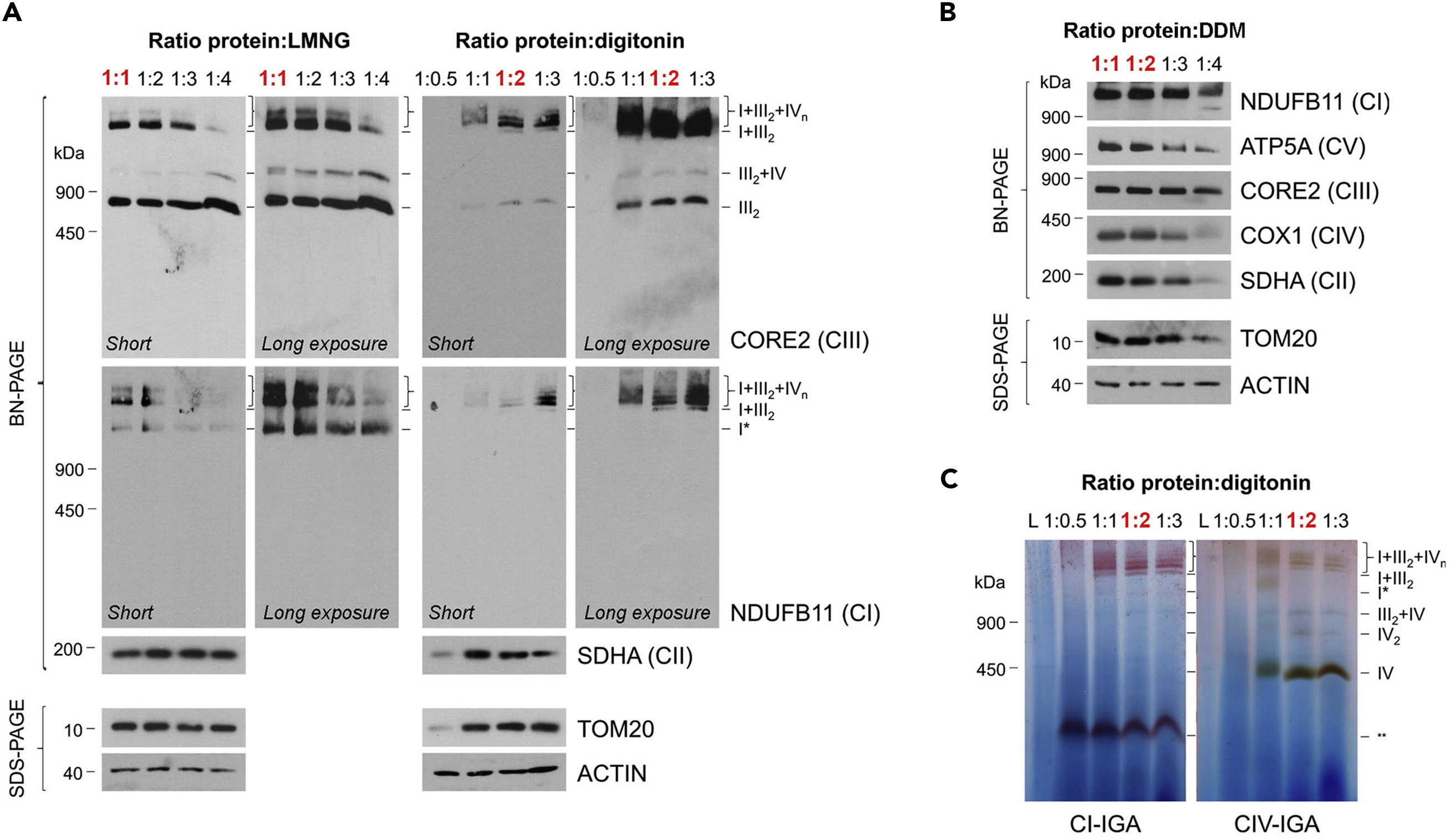 Cell Press: STAR Protocols