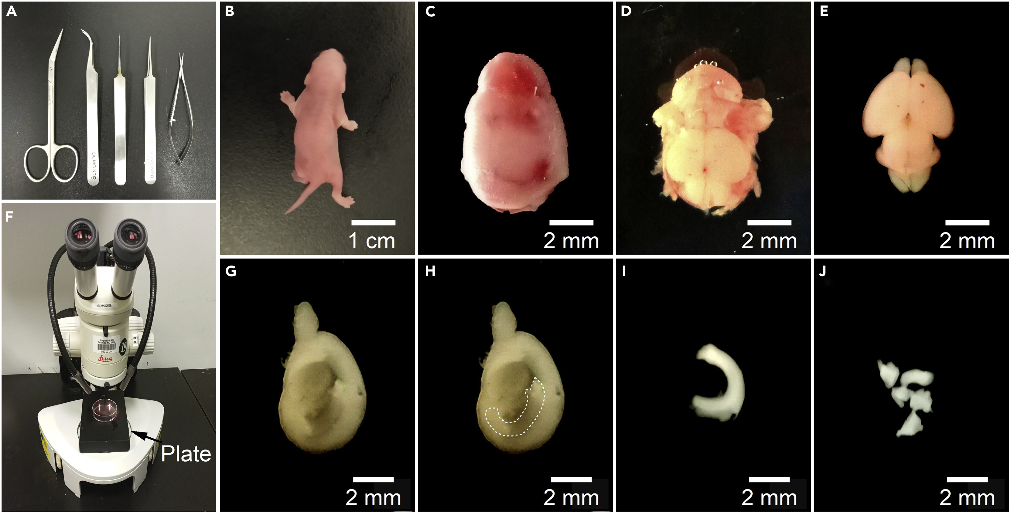 Cell Press: STAR Protocols