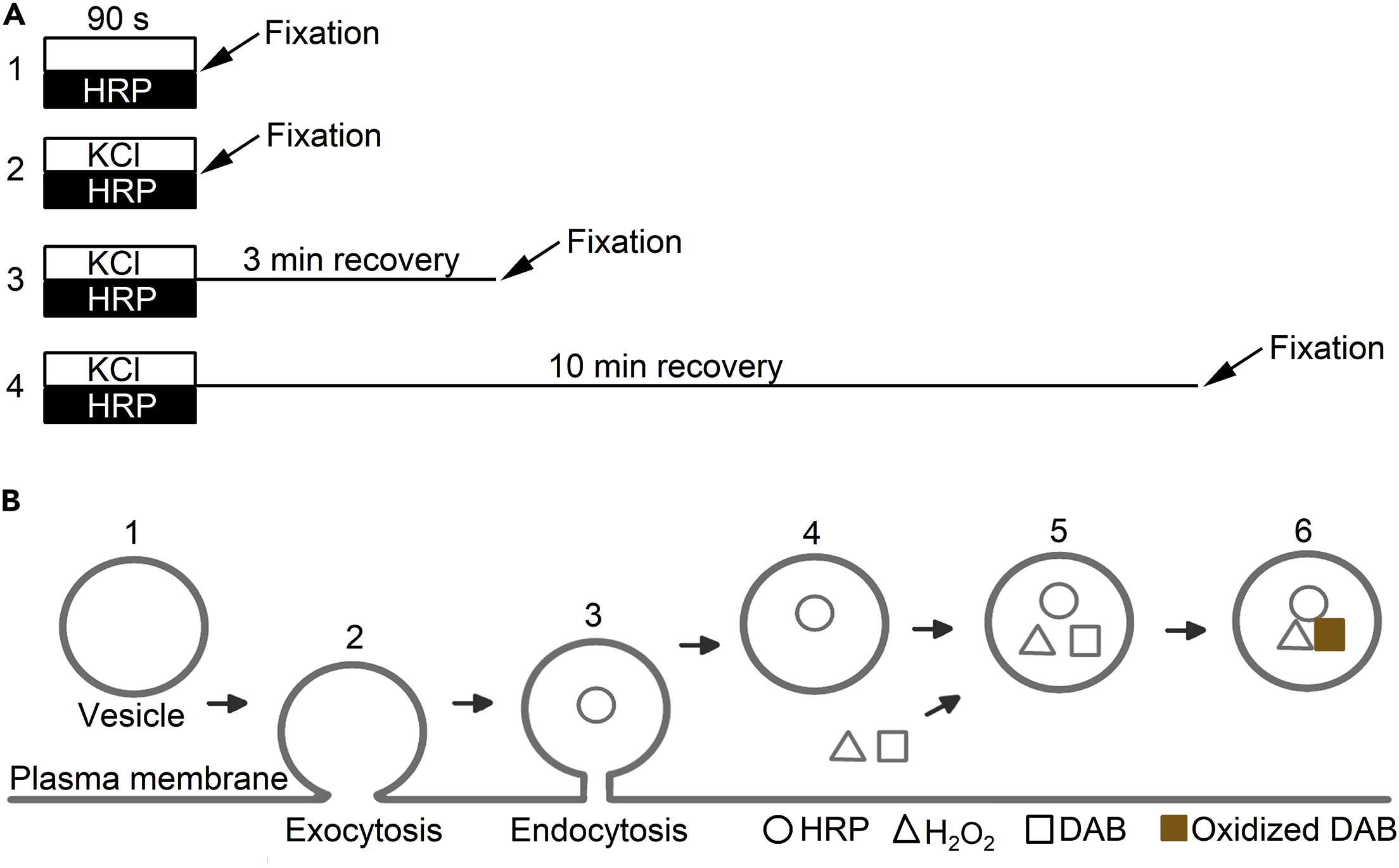 Cell Press: STAR Protocols