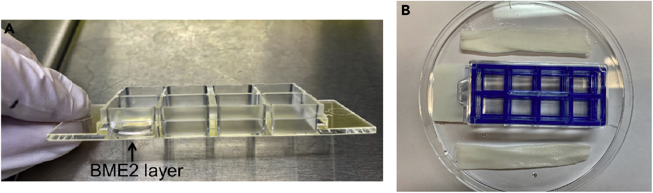 Cell Press: STAR Protocols