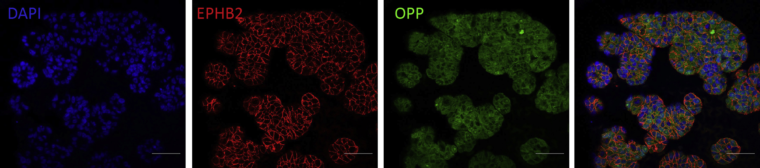 Cell Press: STAR Protocols