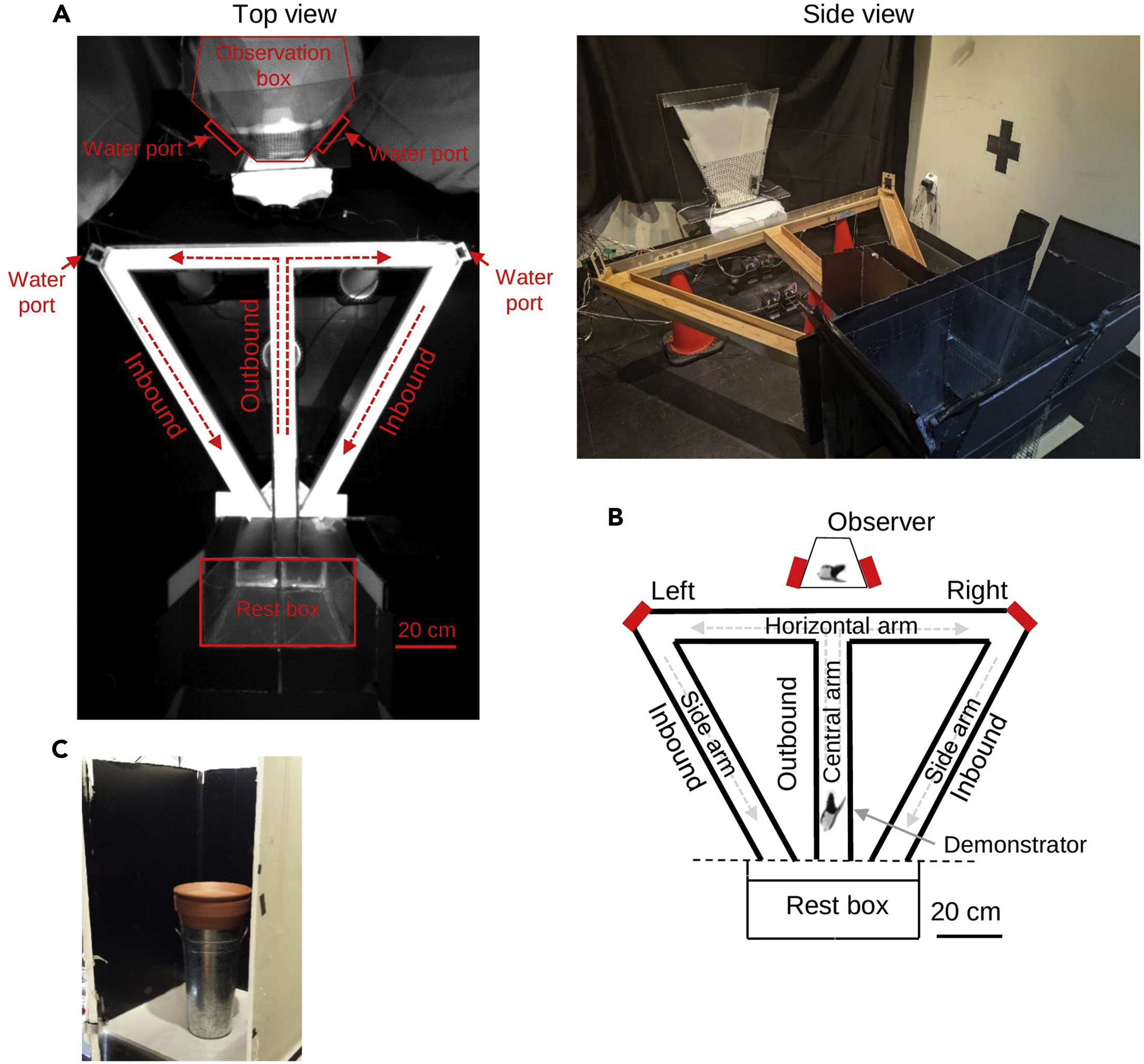 Cell Press: STAR Protocols