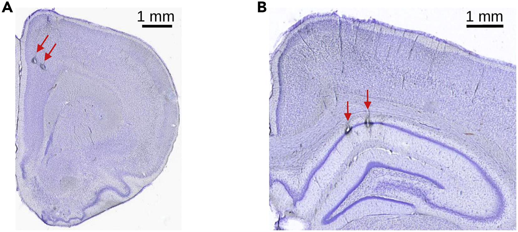 Cell Press: STAR Protocols