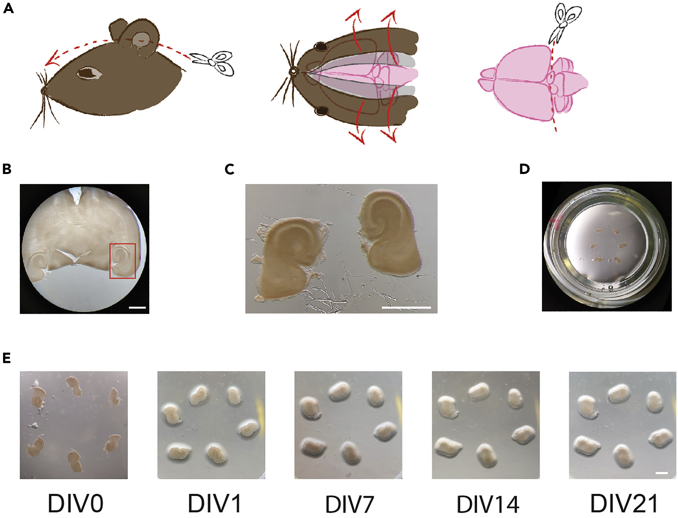 Cell Press: STAR Protocols