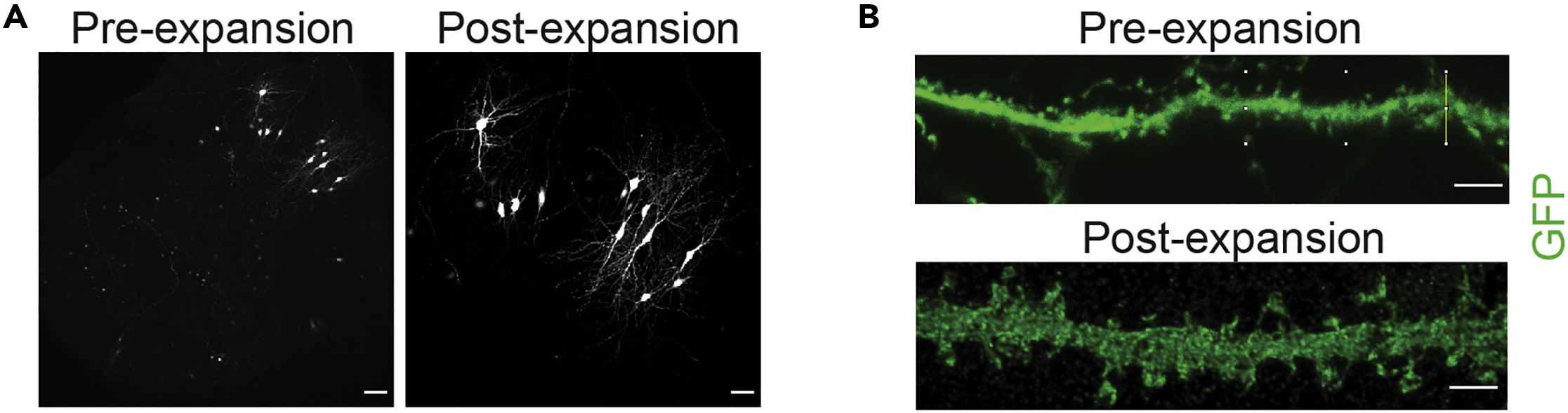 Cell Press: STAR Protocols
