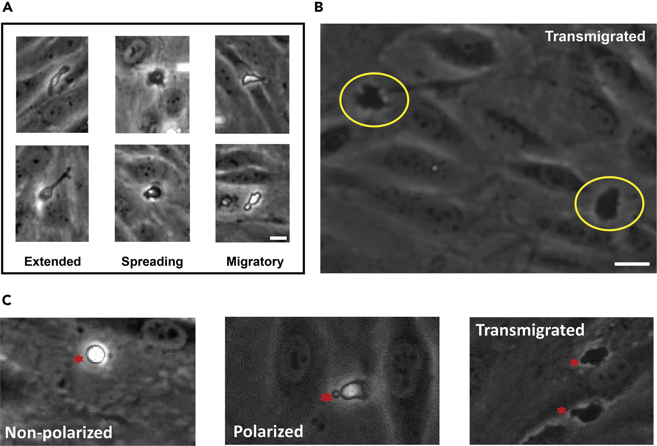 Cell Press: STAR Protocols