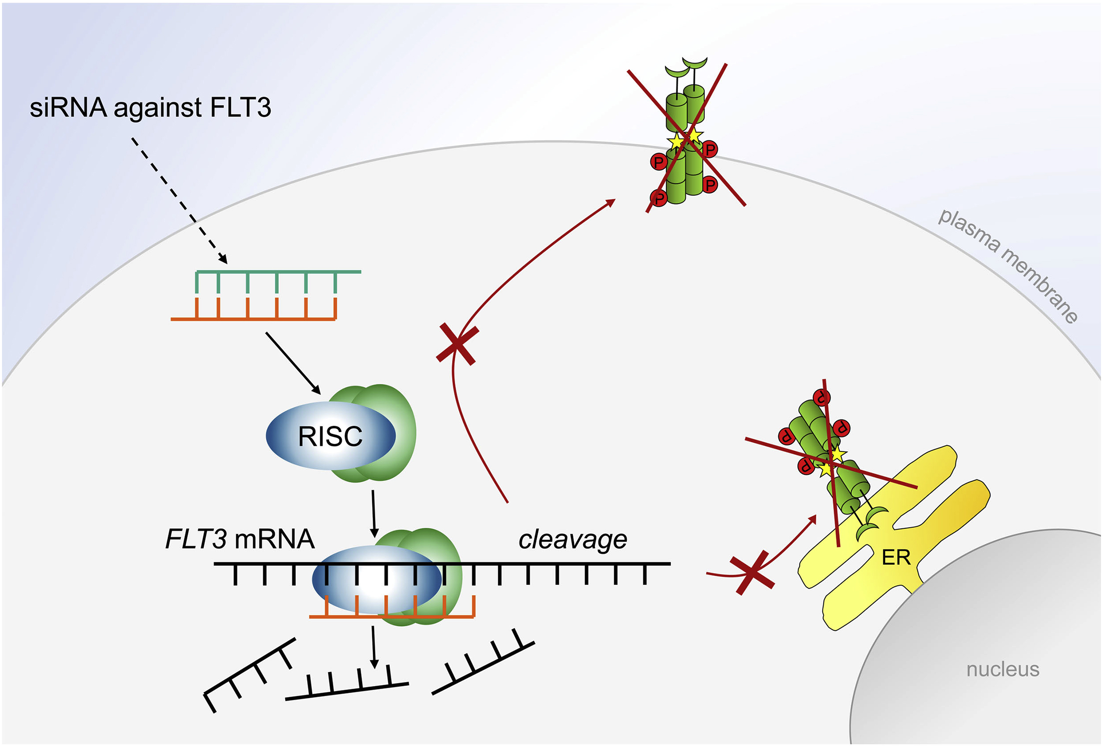 Cell Press: STAR Protocols