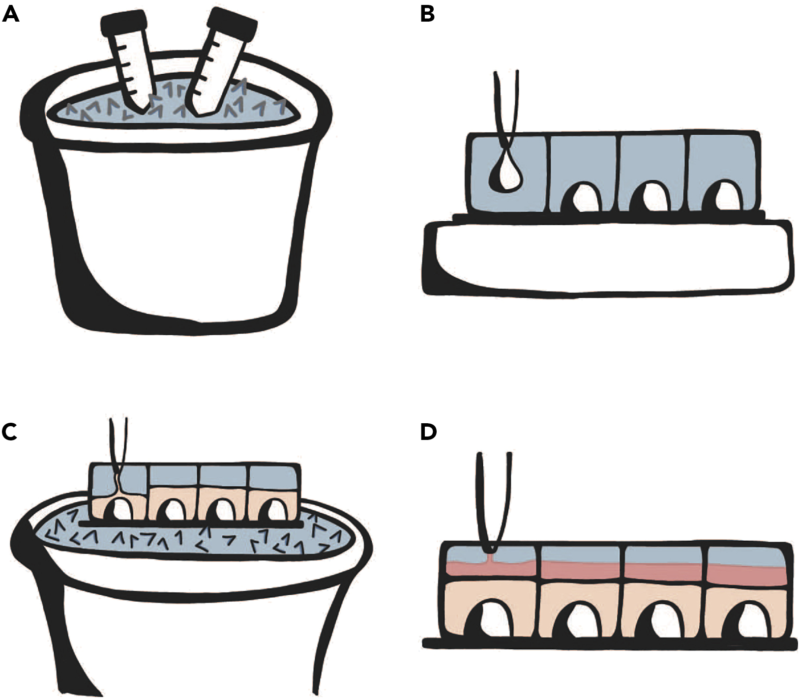 Cell Press: STAR Protocols