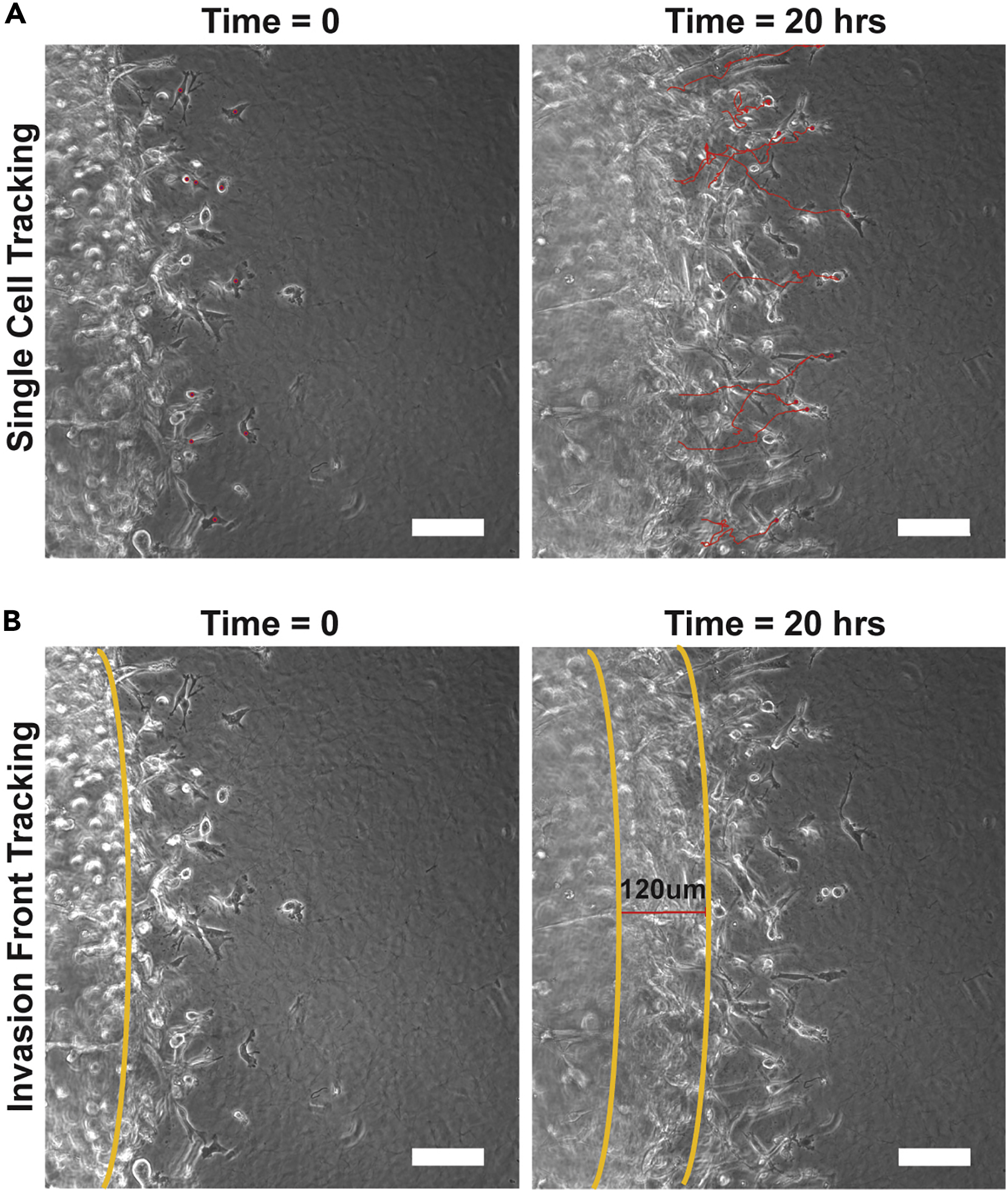 Cell Press: STAR Protocols