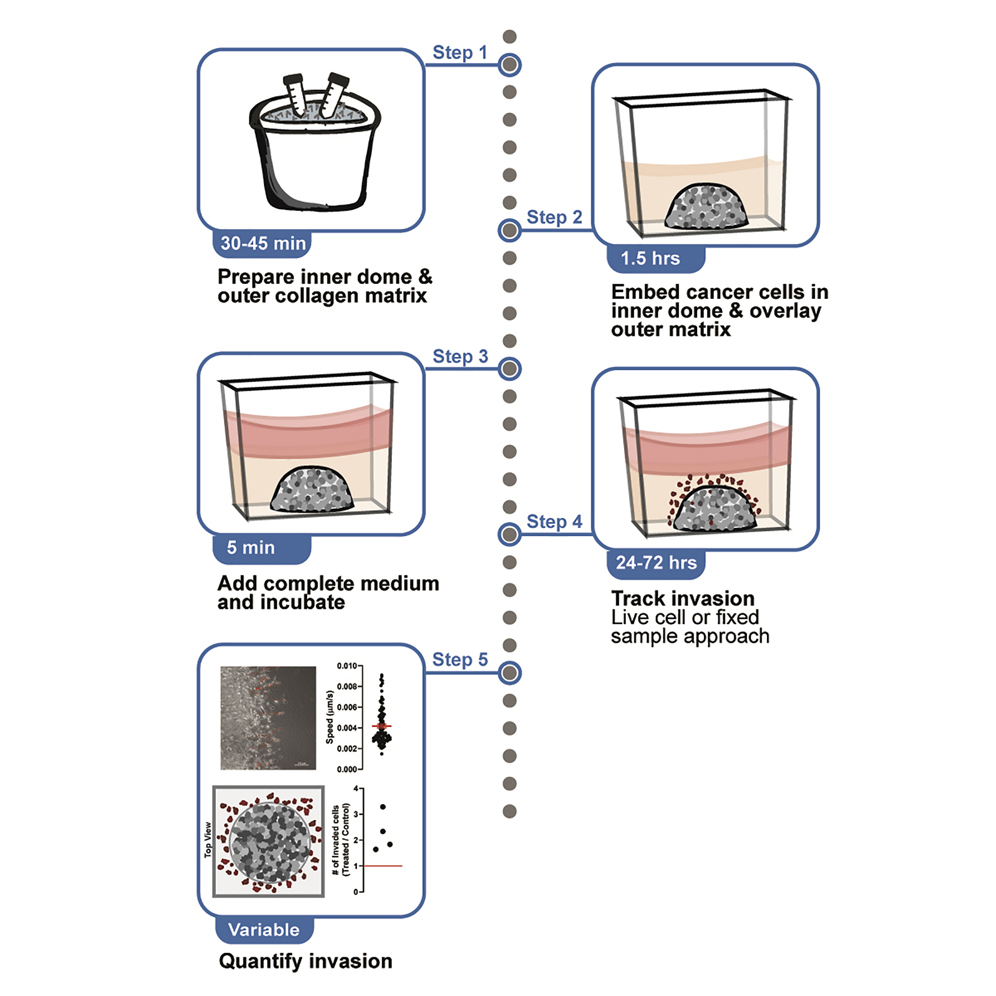 Cell Press: STAR Protocols
