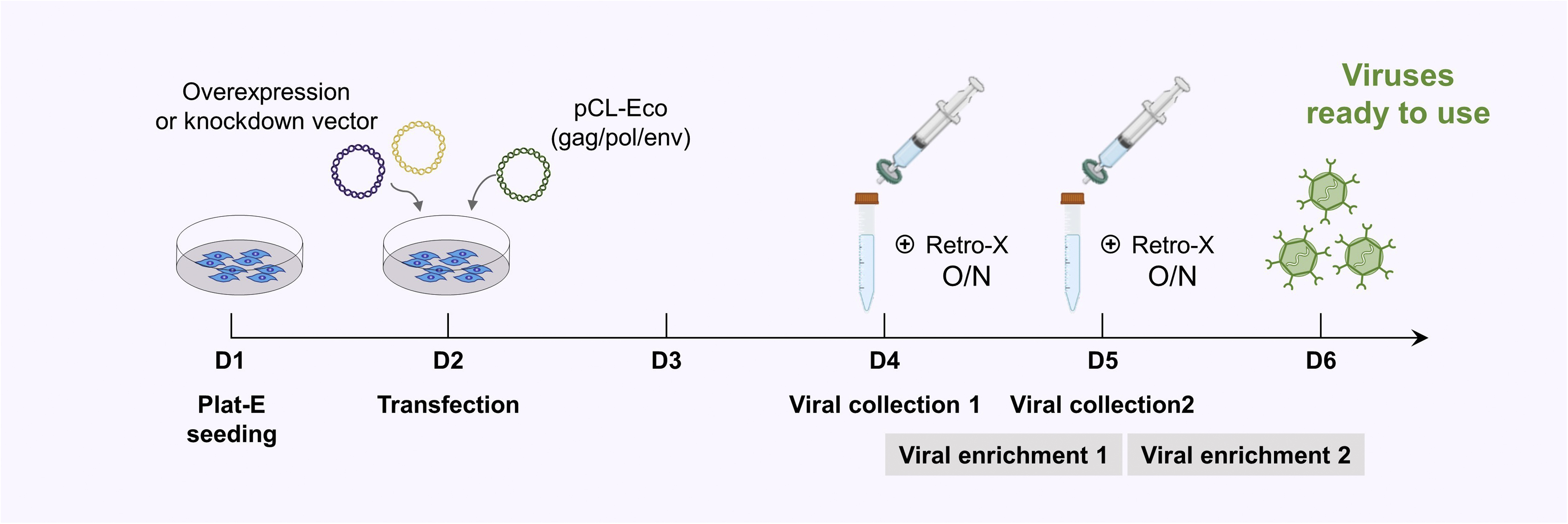 Cell Press: STAR Protocols