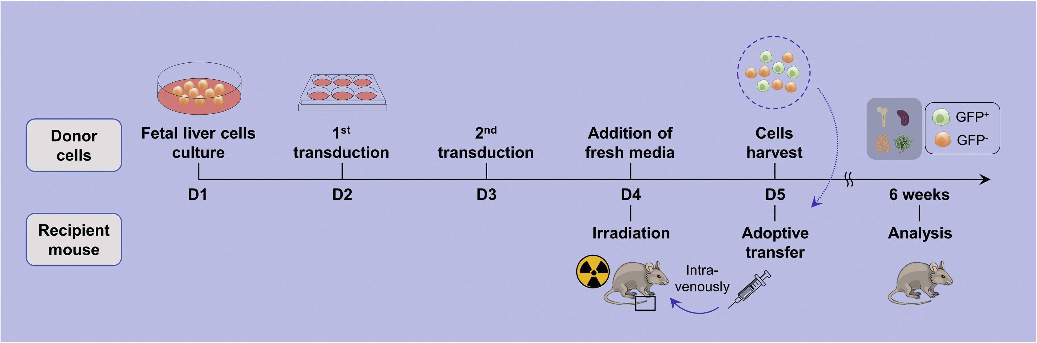 Cell Press: STAR Protocols
