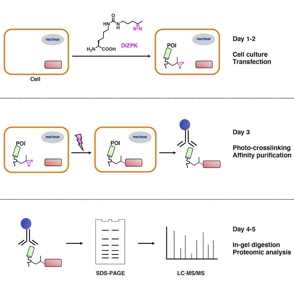 Cell Press: STAR Protocols
