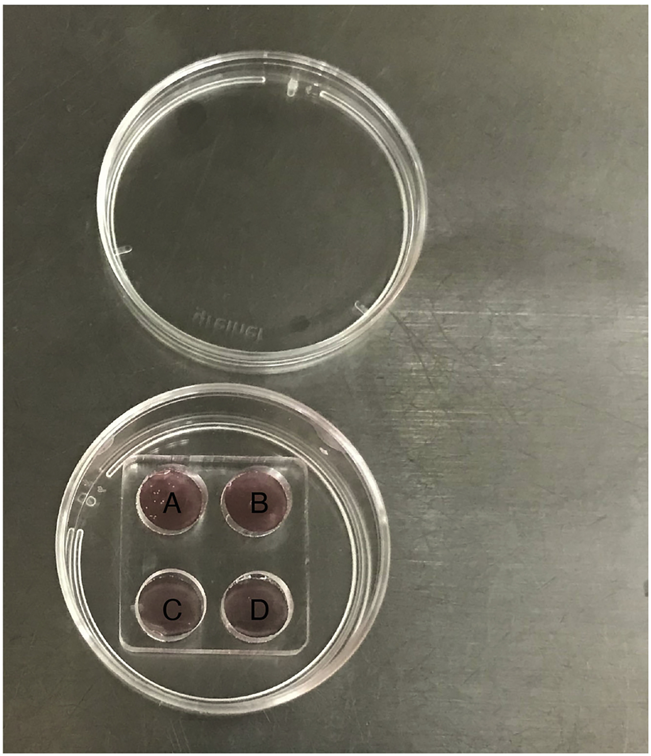 Cell Press: STAR Protocols