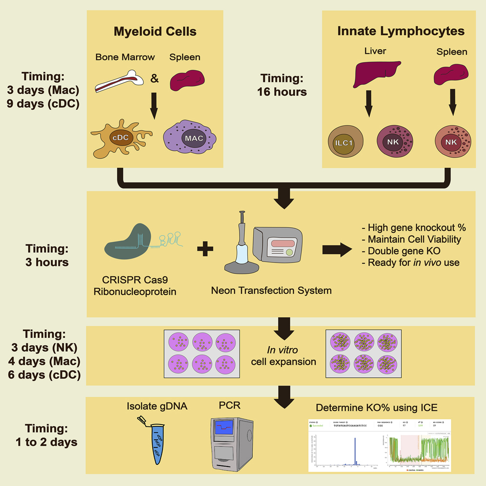 Cell Press: STAR Protocols