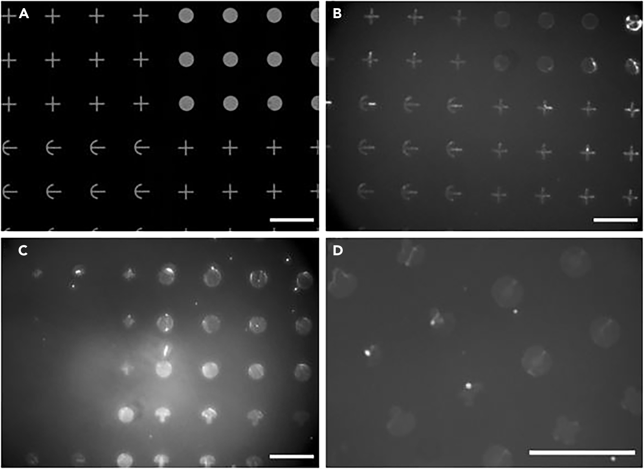 Cell Press: STAR Protocols