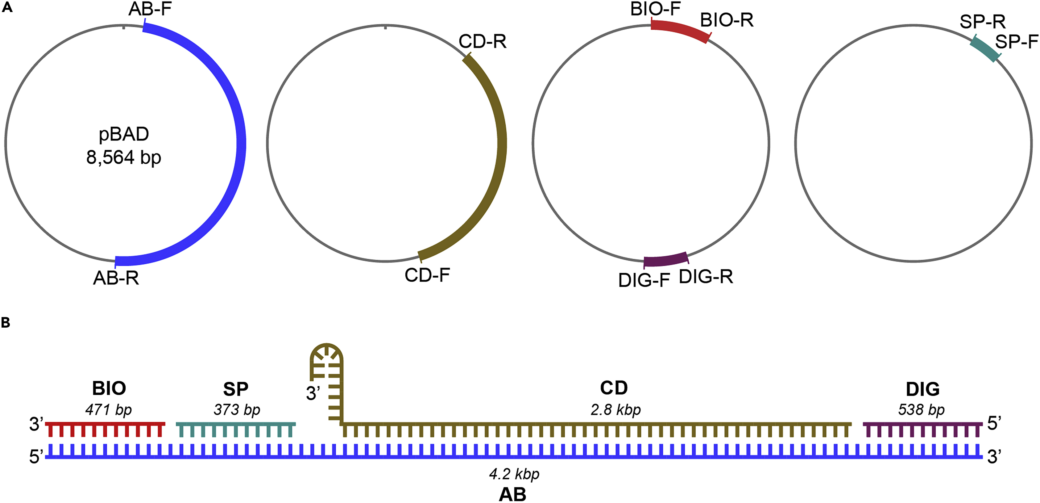 Cell Press: STAR Protocols