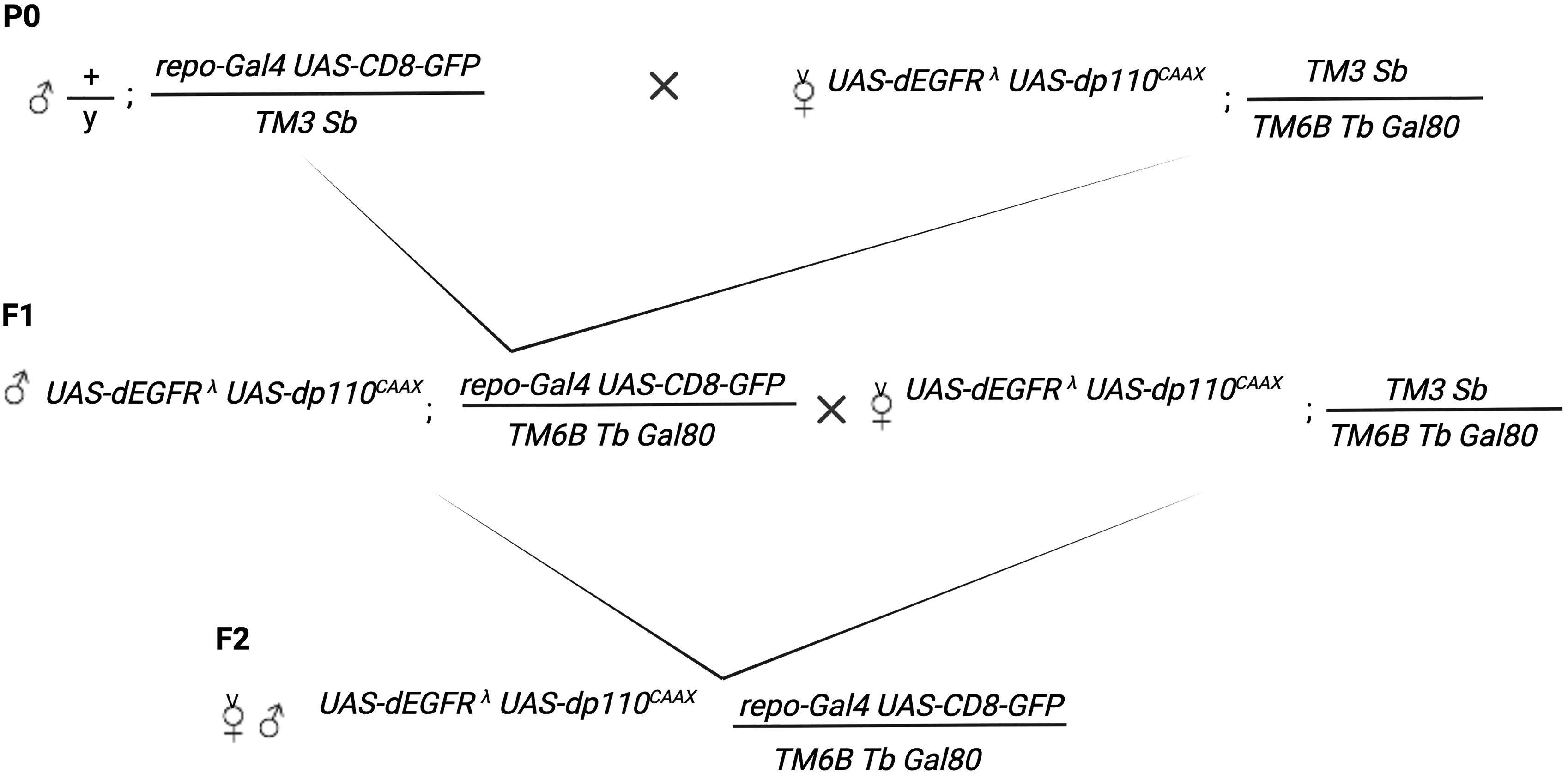 Cell Press: STAR Protocols