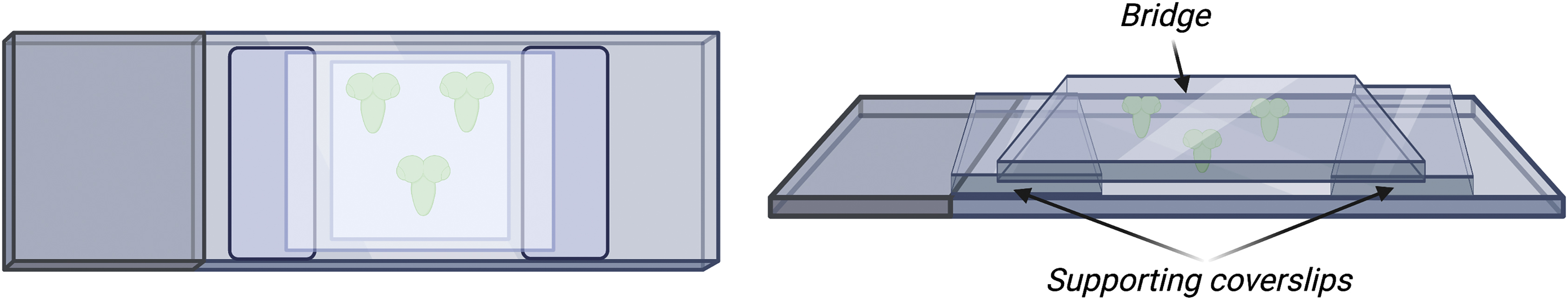 Cell Press: STAR Protocols