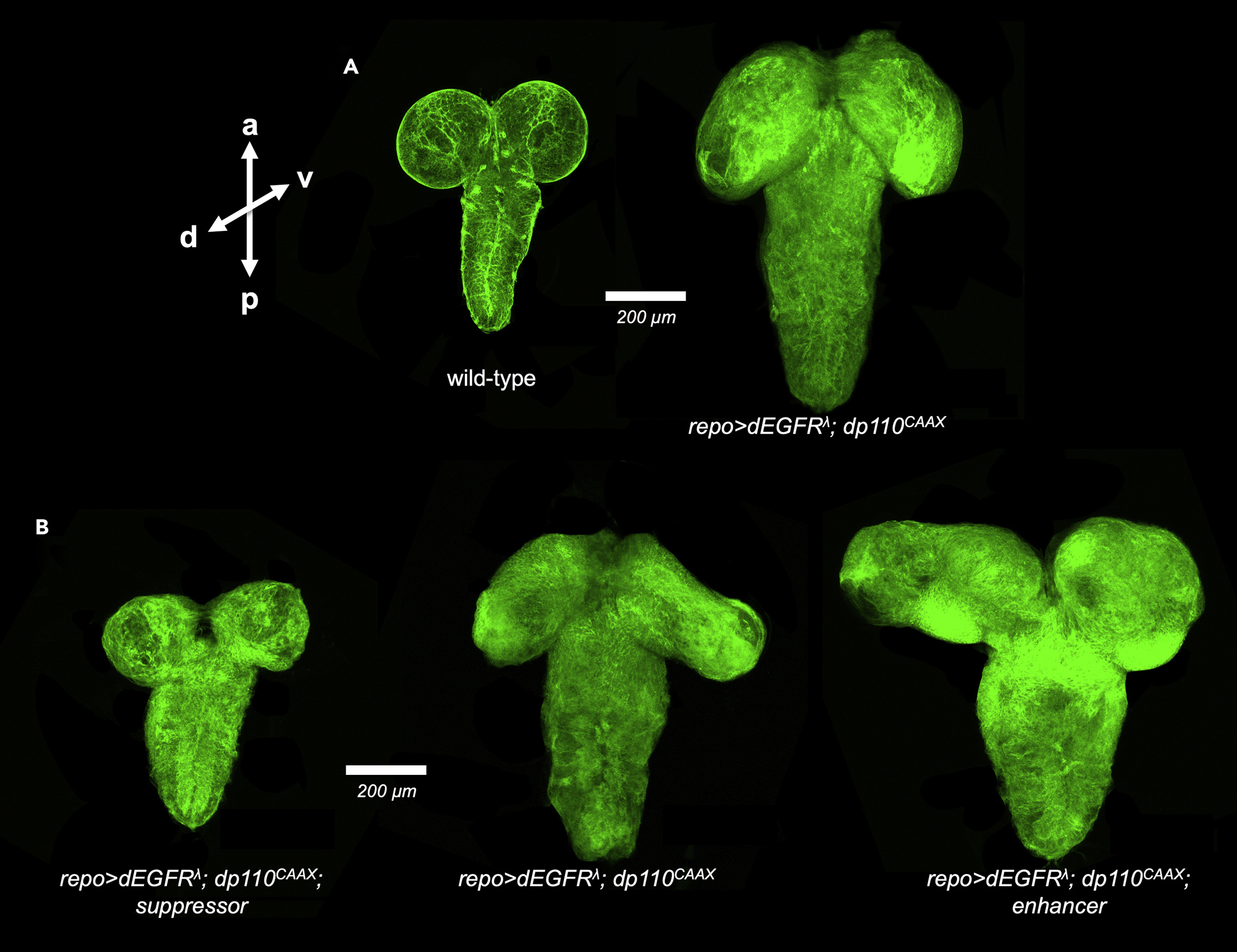 Cell Press: STAR Protocols