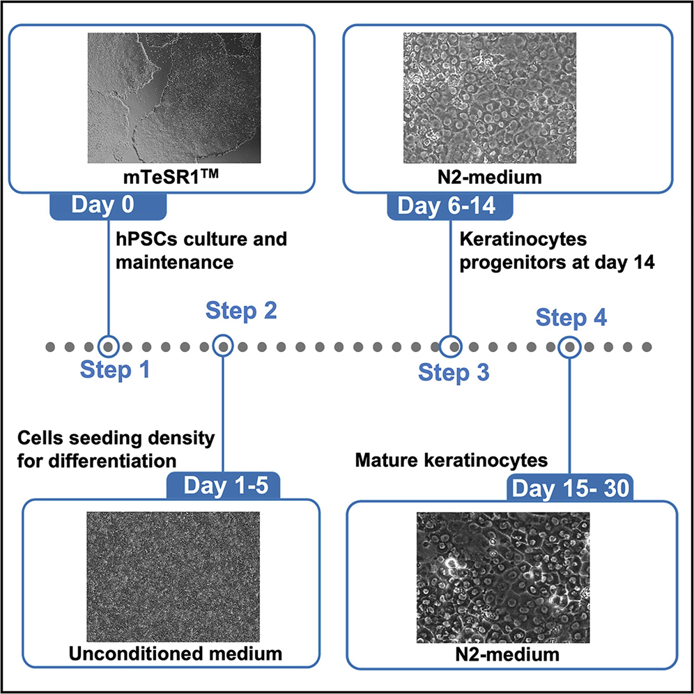 Cell Press: STAR Protocols