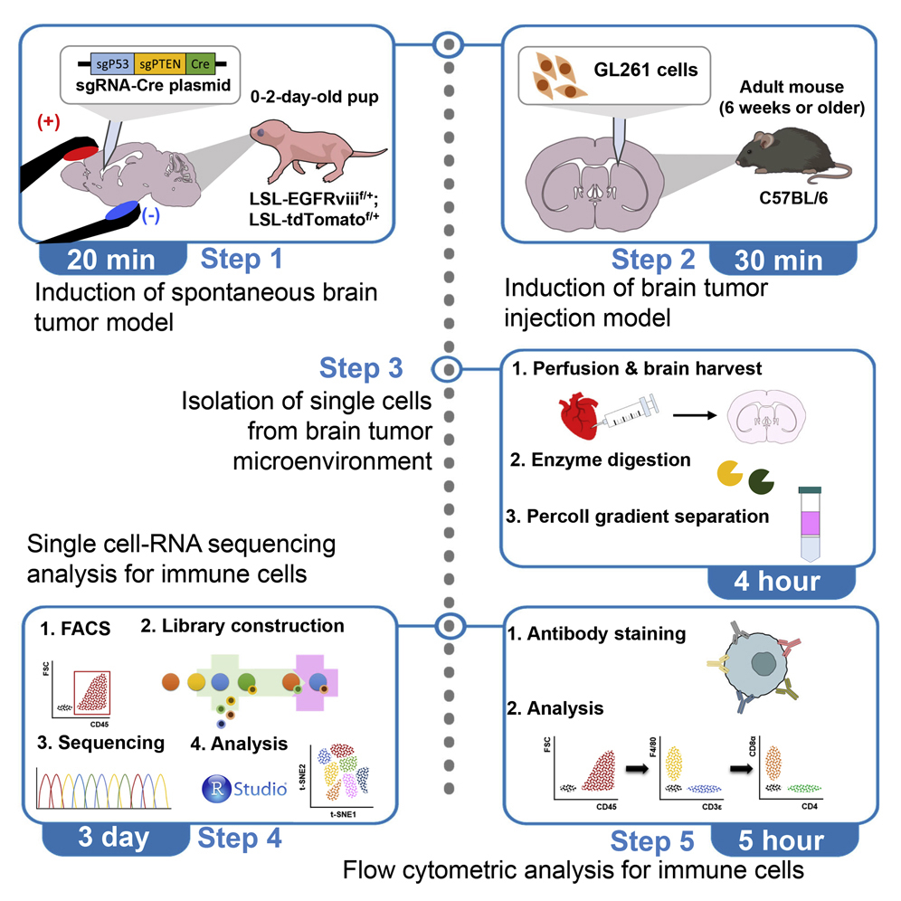 Cell Press: STAR Protocols