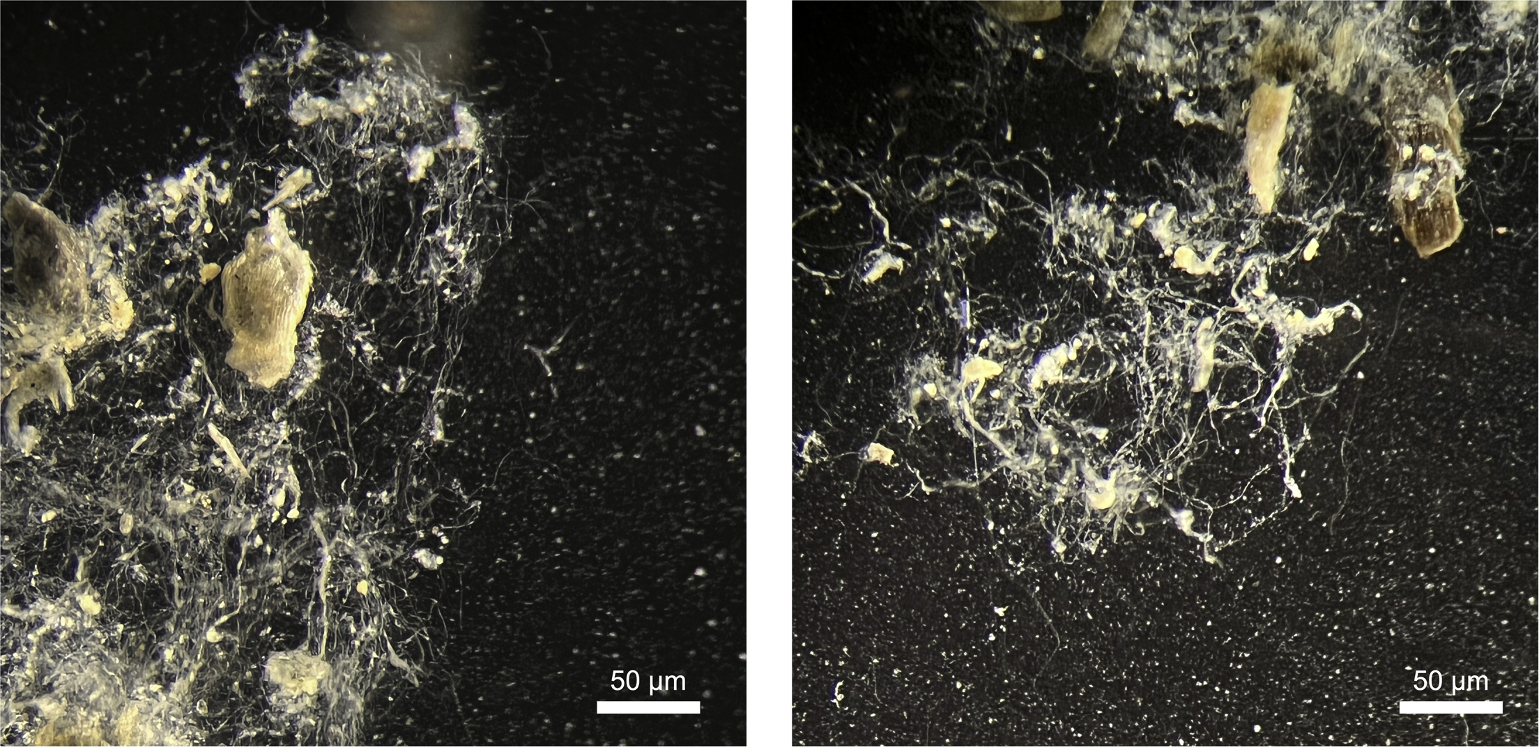 Cell Press: STAR Protocols