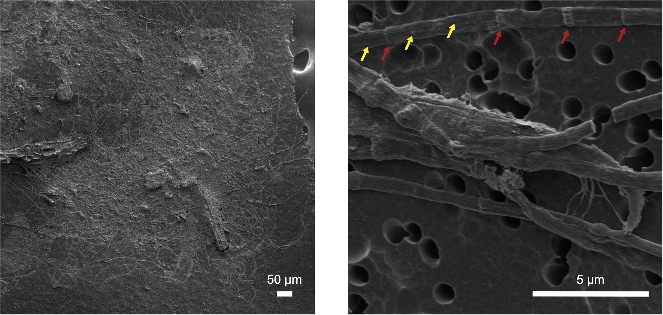 Cell Press: STAR Protocols