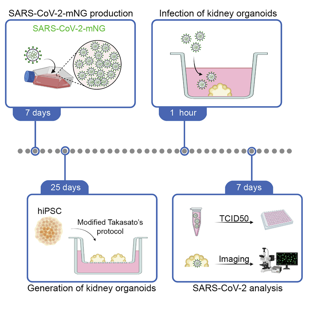 Cell Press: STAR Protocols