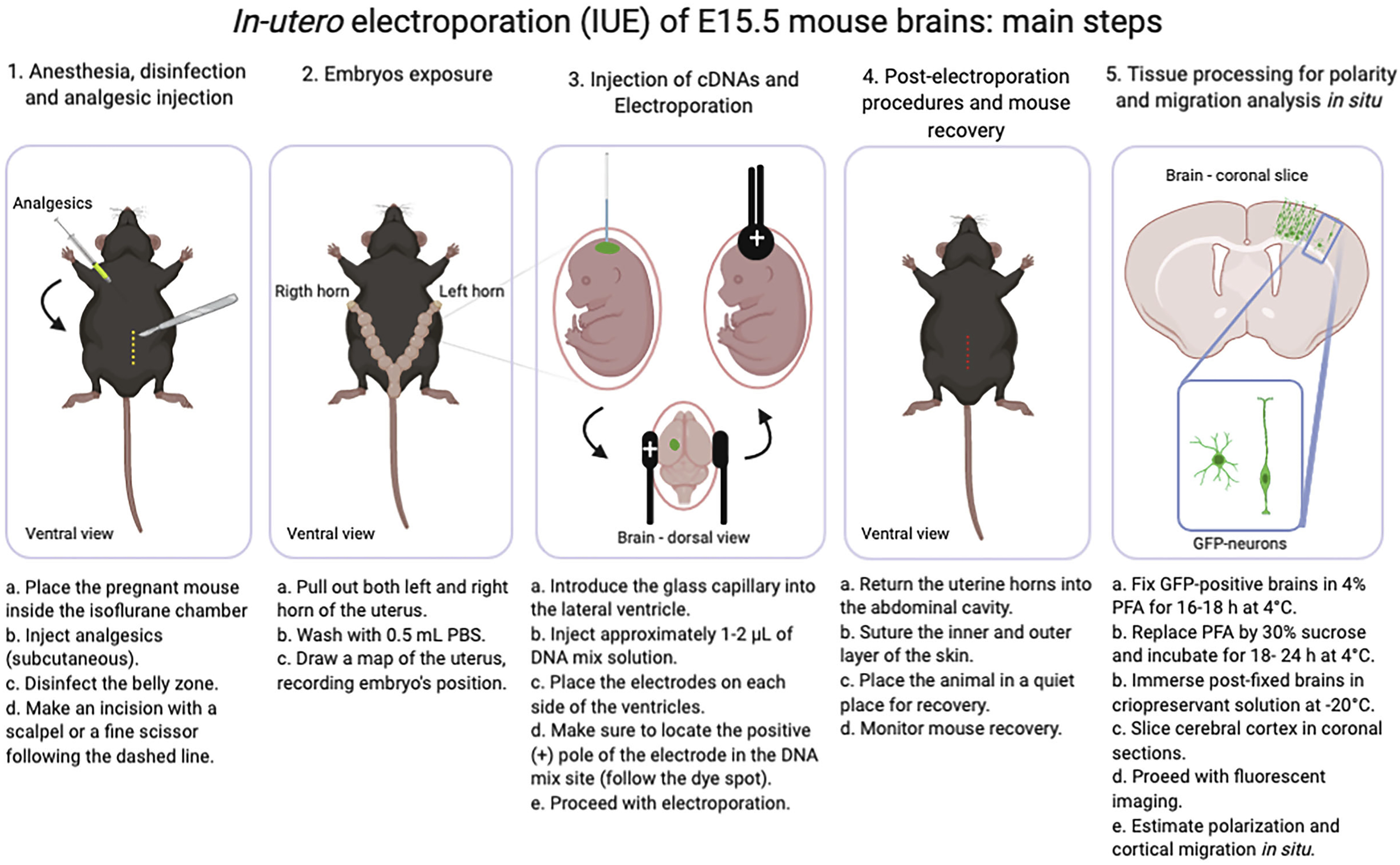 Cell Press: STAR Protocols