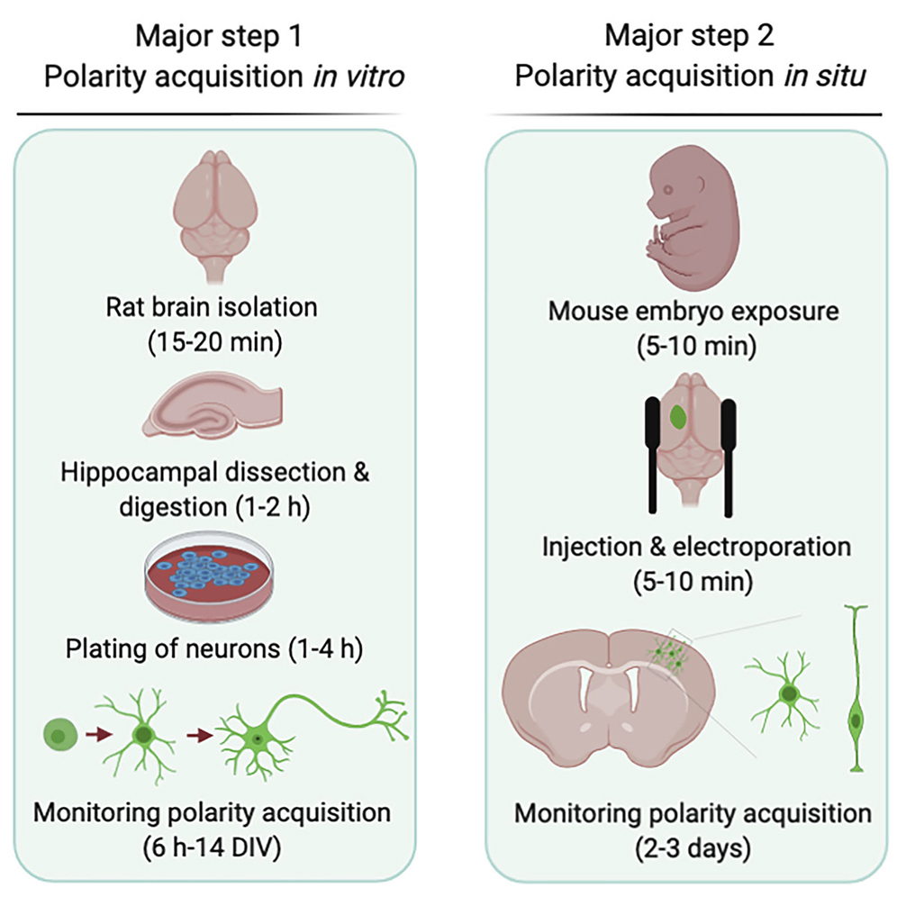 Cell Press: STAR Protocols