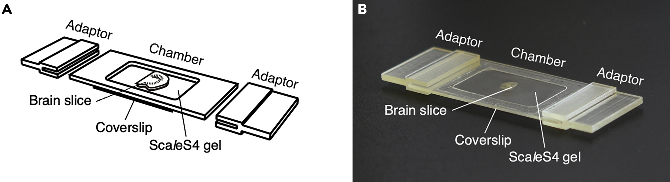 Cell Press: STAR Protocols