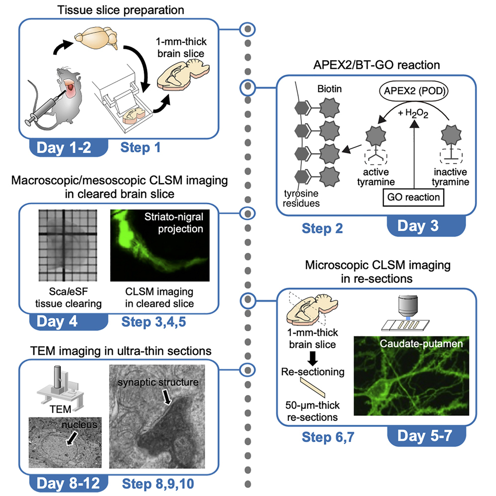 Cell Press: STAR Protocols