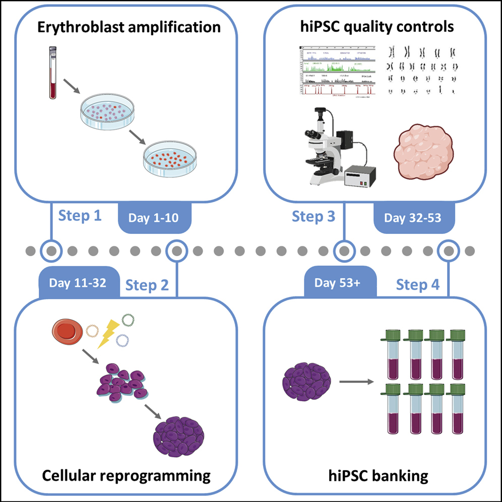 Cell Press: STAR Protocols