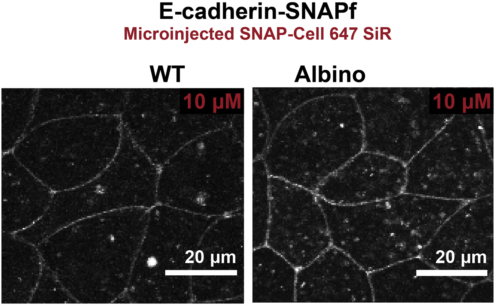 Cell Press: STAR Protocols