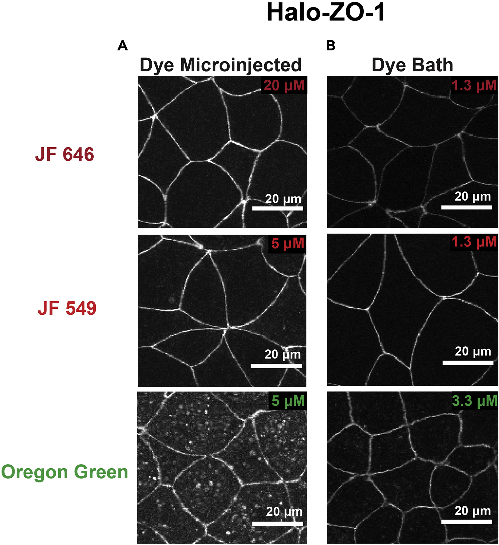 Cell Press: STAR Protocols