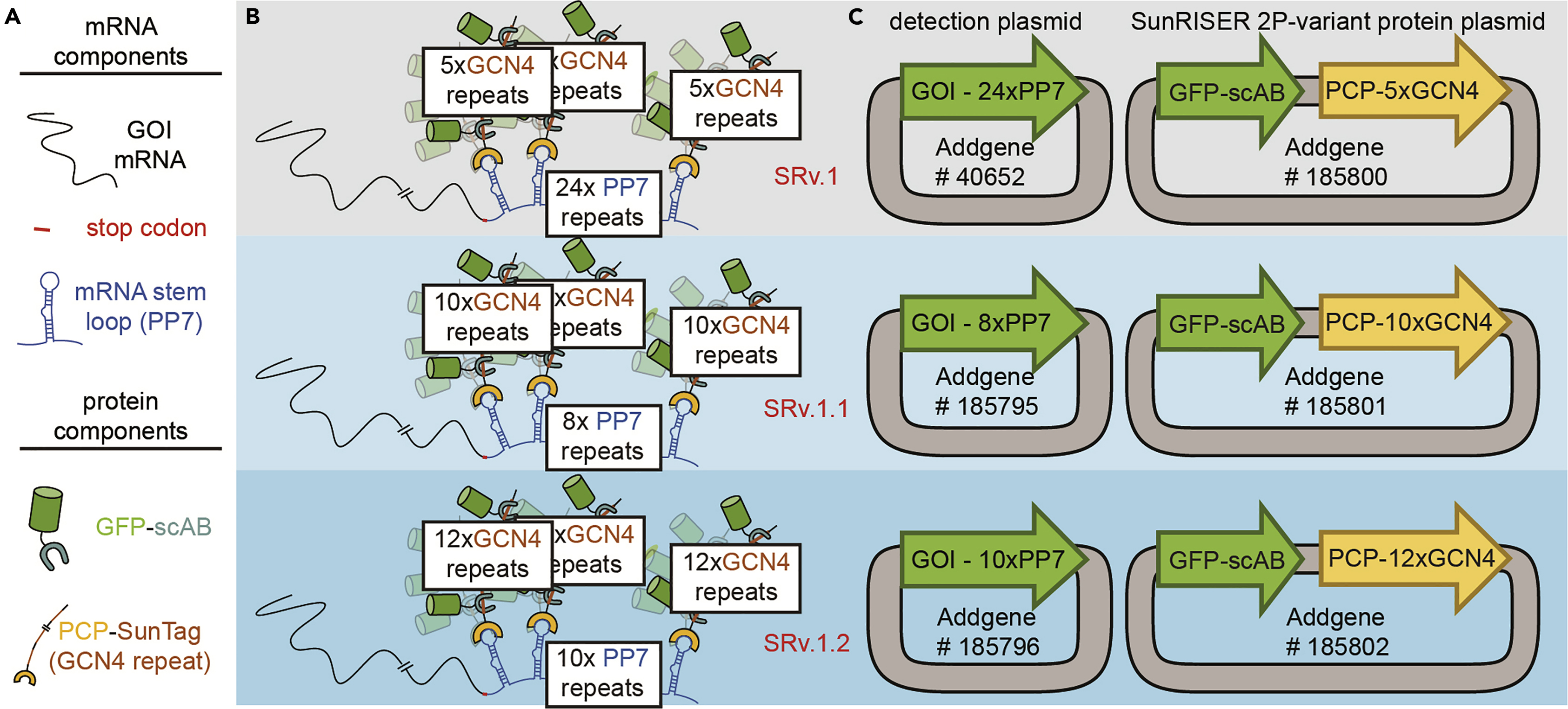Cell Press: STAR Protocols