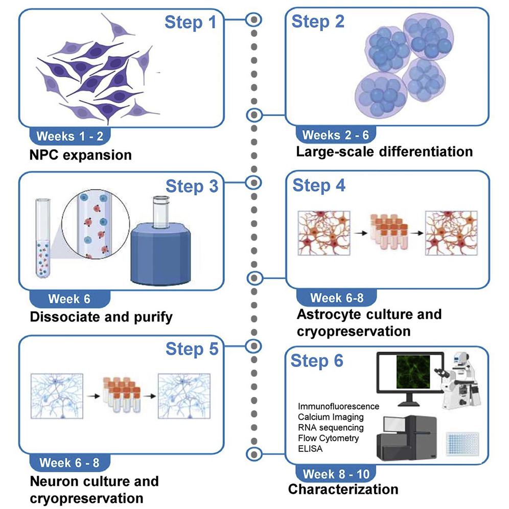 Cell Press: STAR Protocols