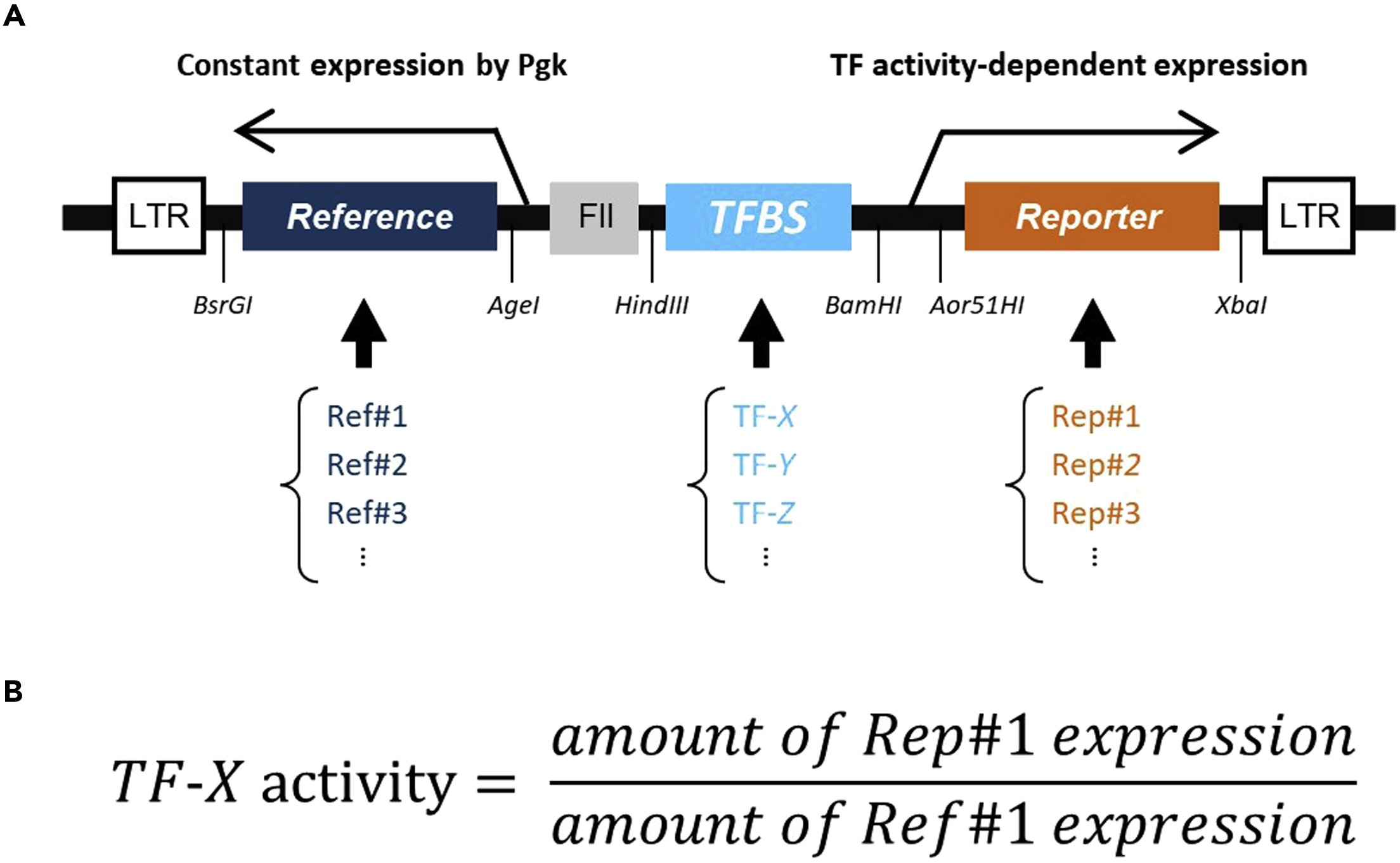 Cell Press: STAR Protocols