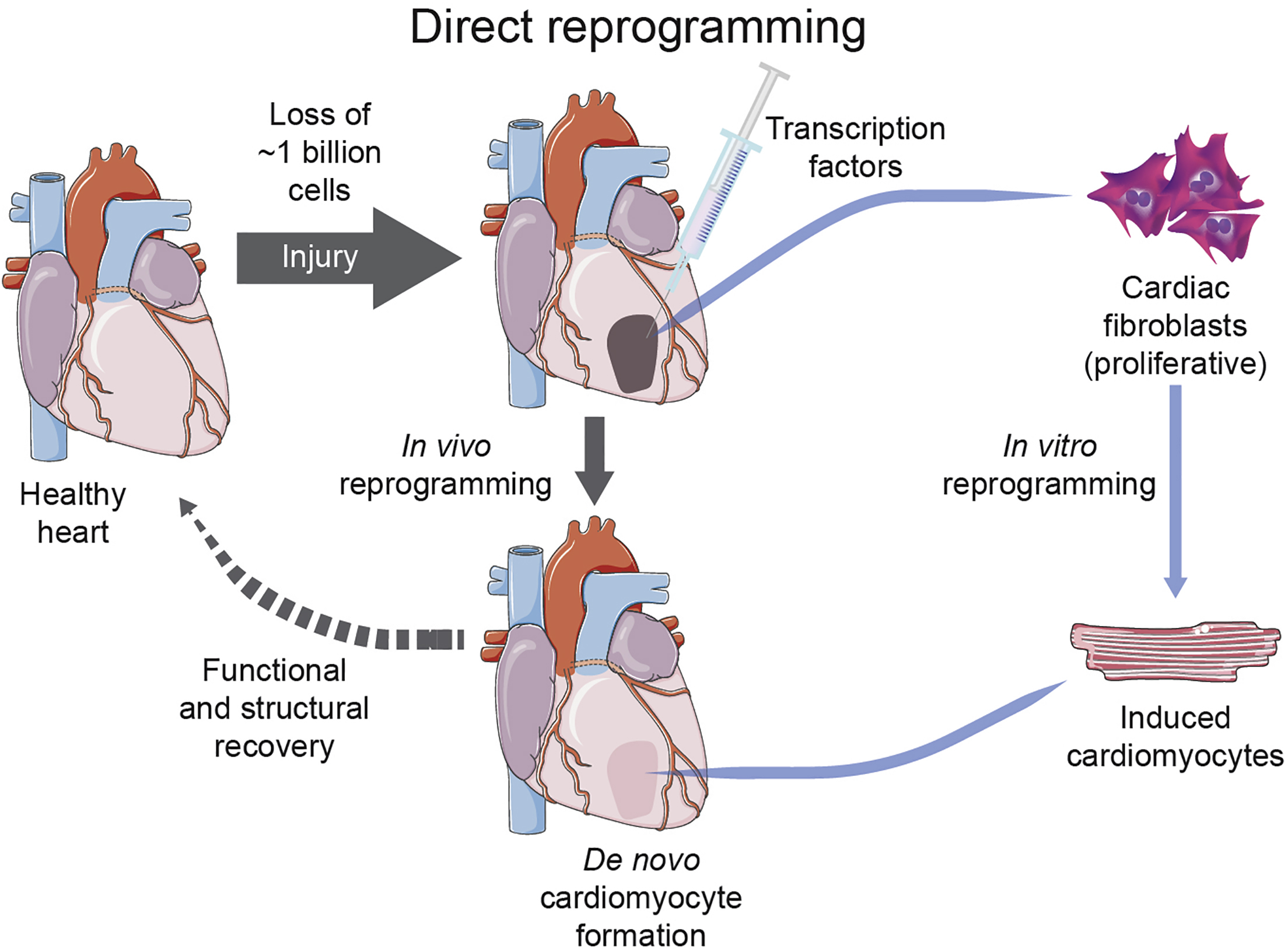 Cell Press: STAR Protocols