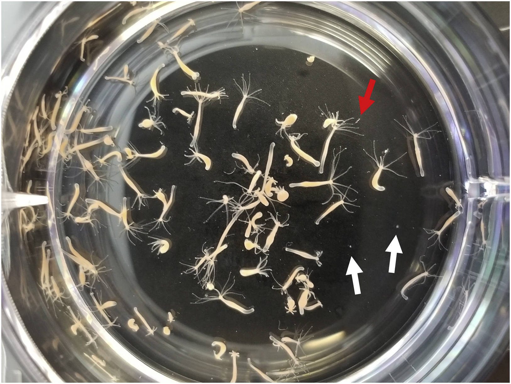 Cell Press: STAR Protocols