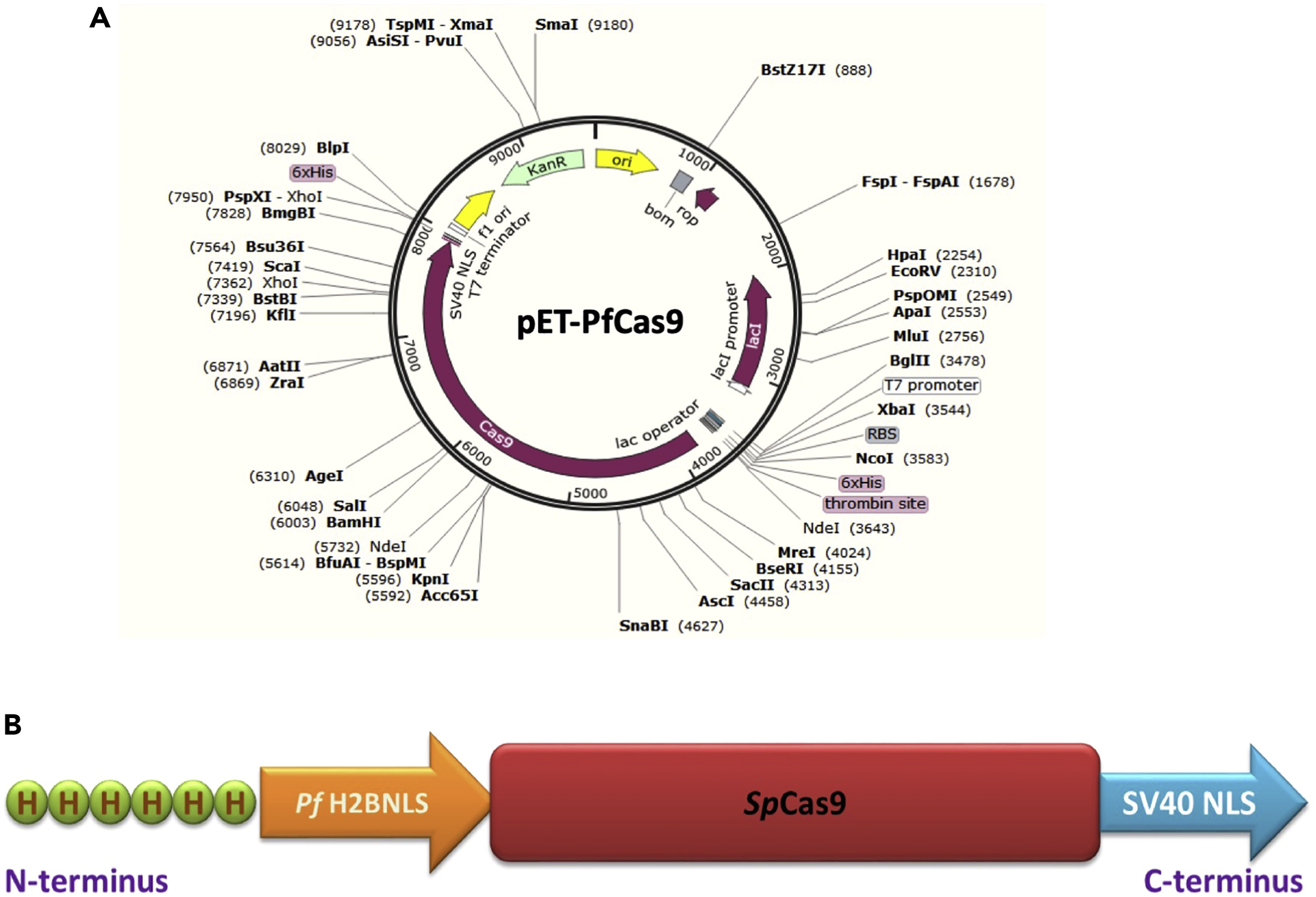 Cell Press: STAR Protocols