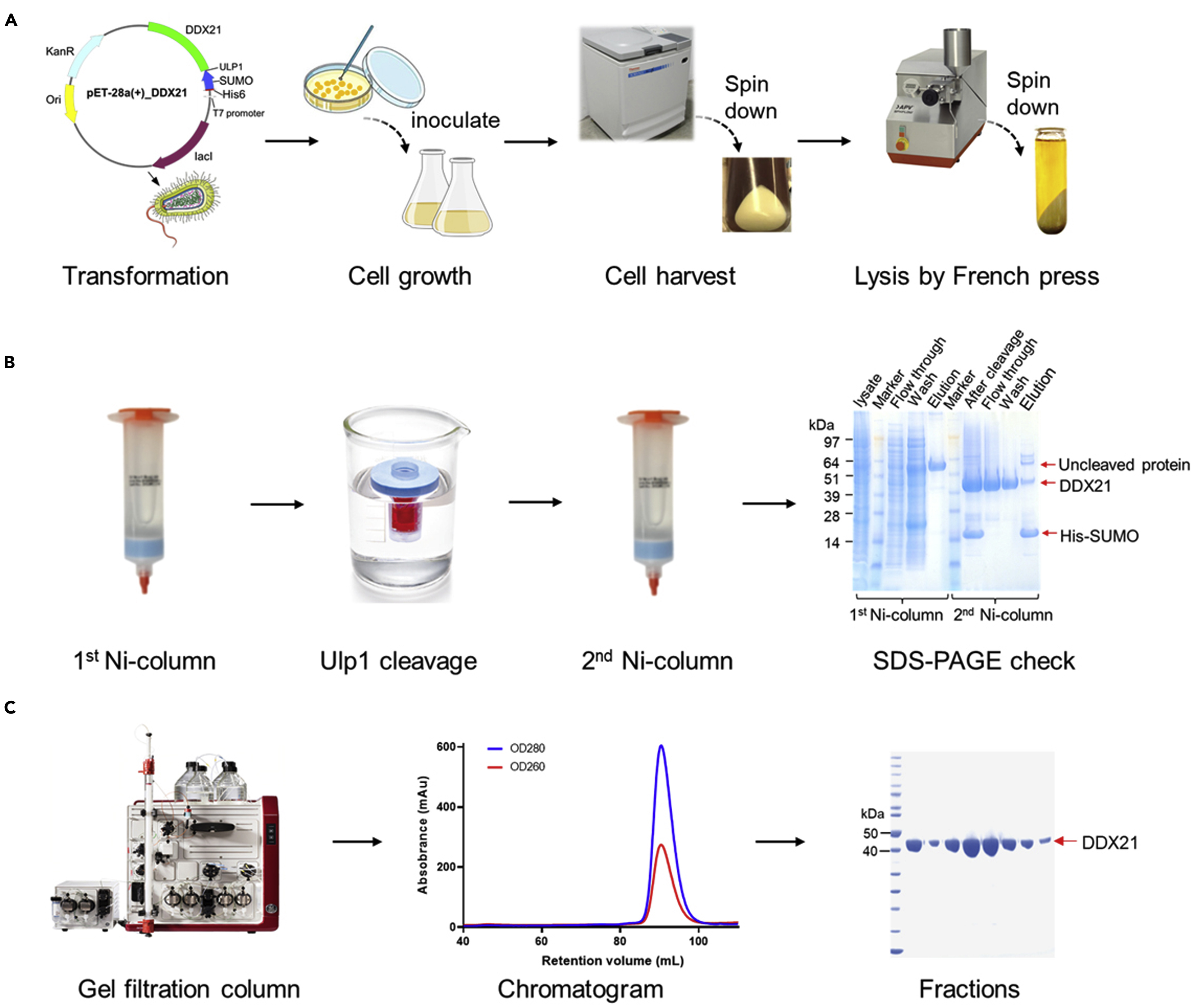 Cell Press: STAR Protocols