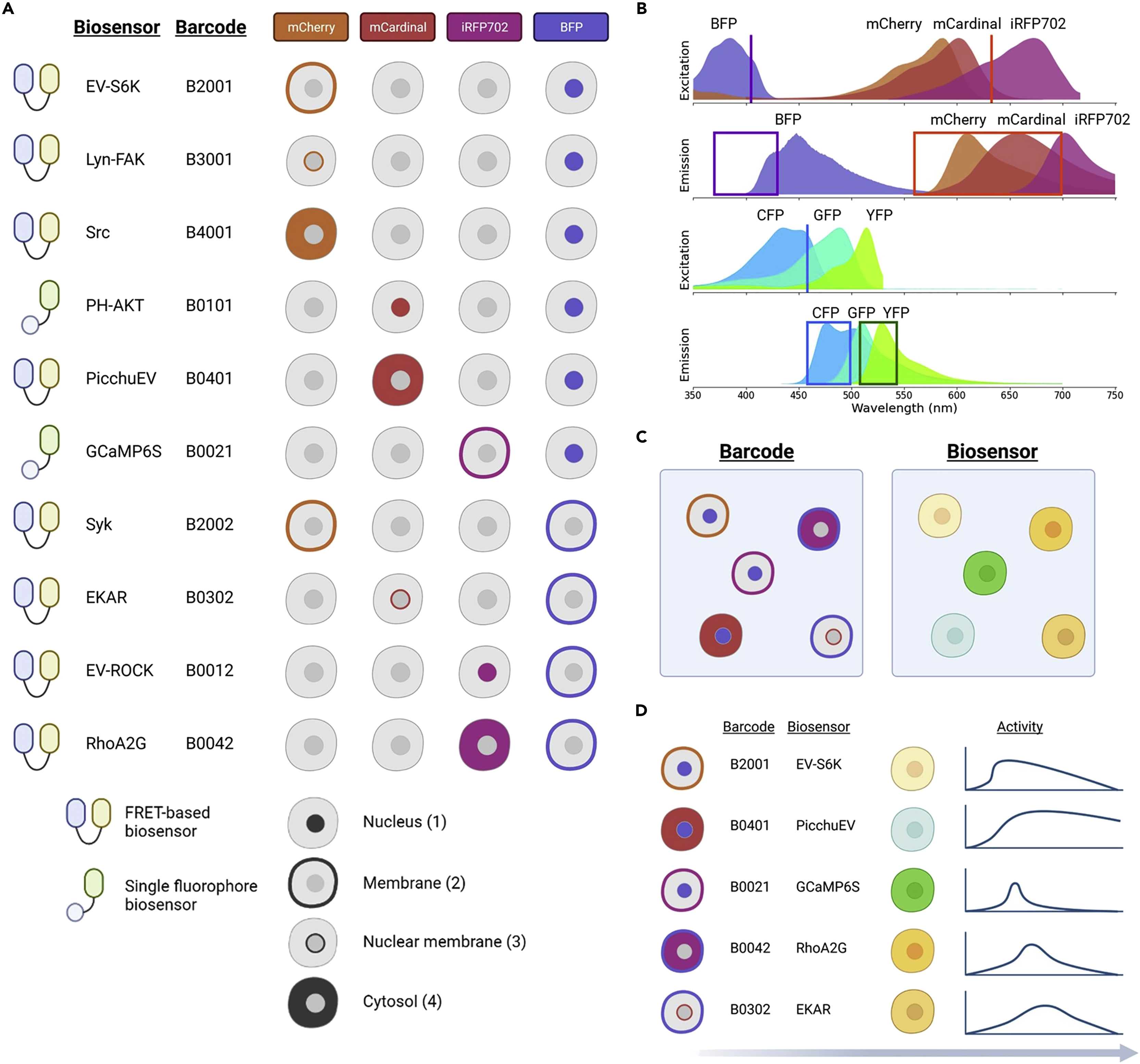 Cell Press: STAR Protocols
