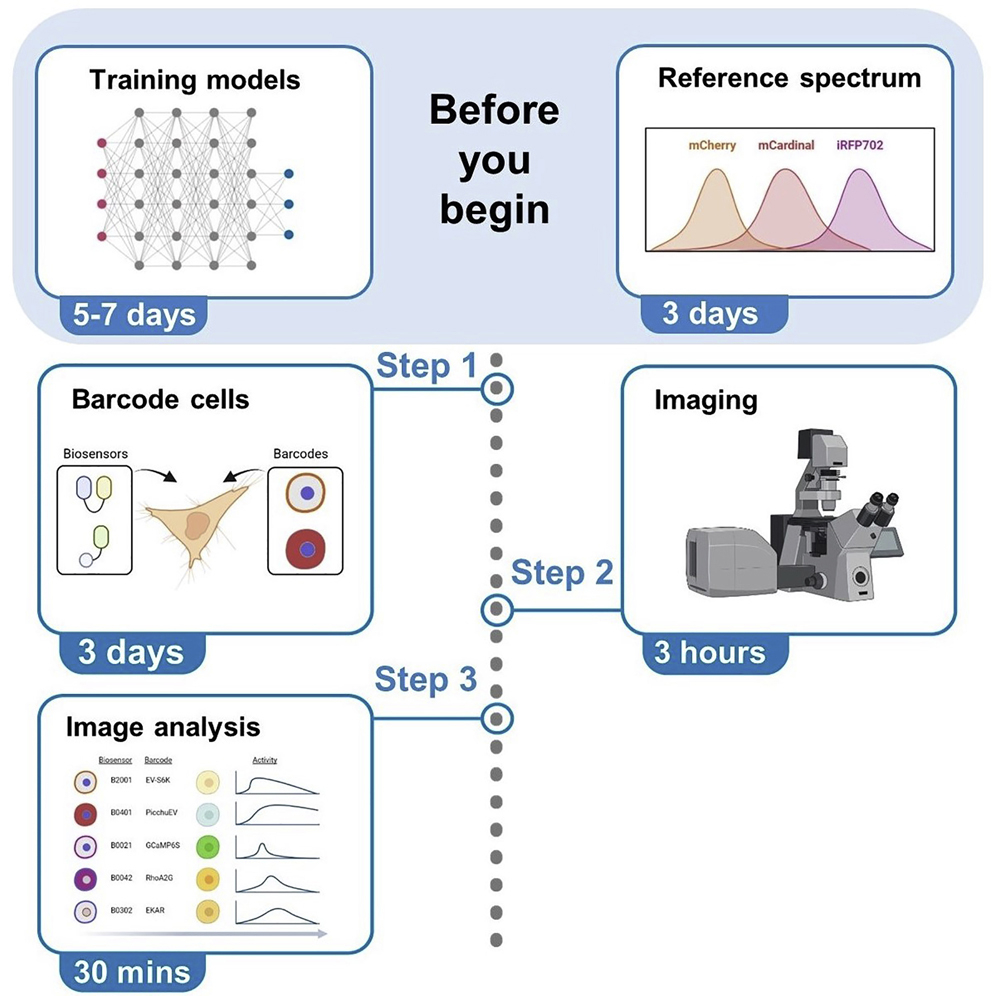 Cell Press: STAR Protocols