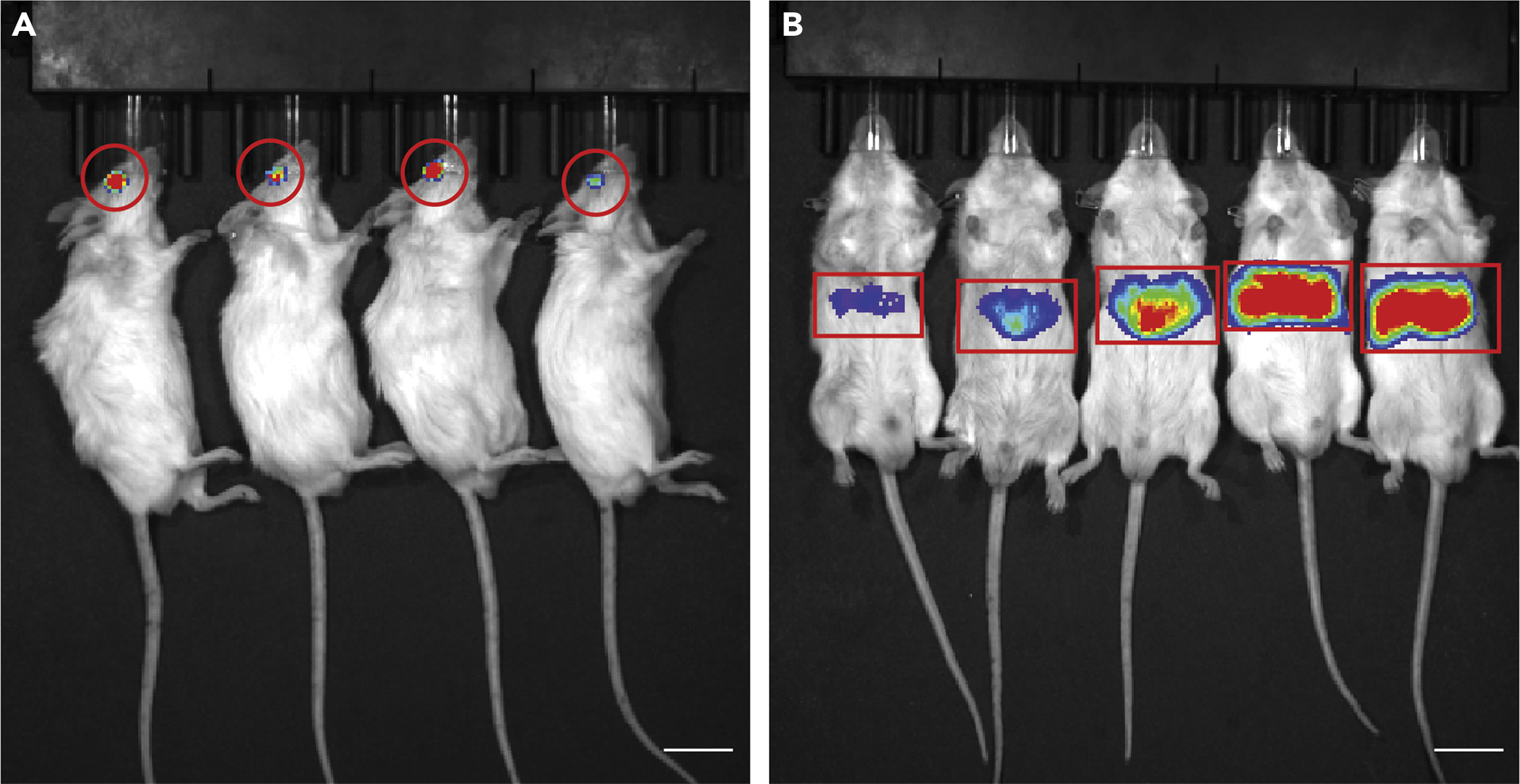 Cell Press: STAR Protocols