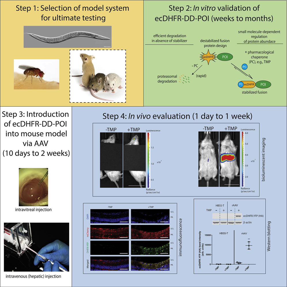Cell Press: STAR Protocols